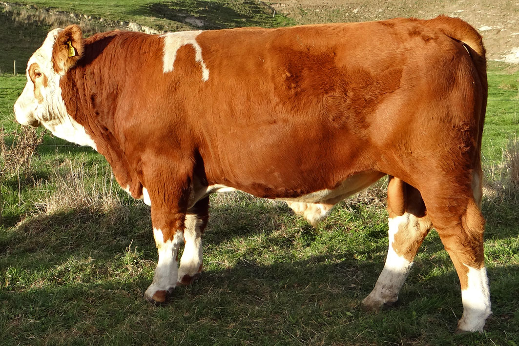 2016 Sale Bulls | Glenanthony Simmentals