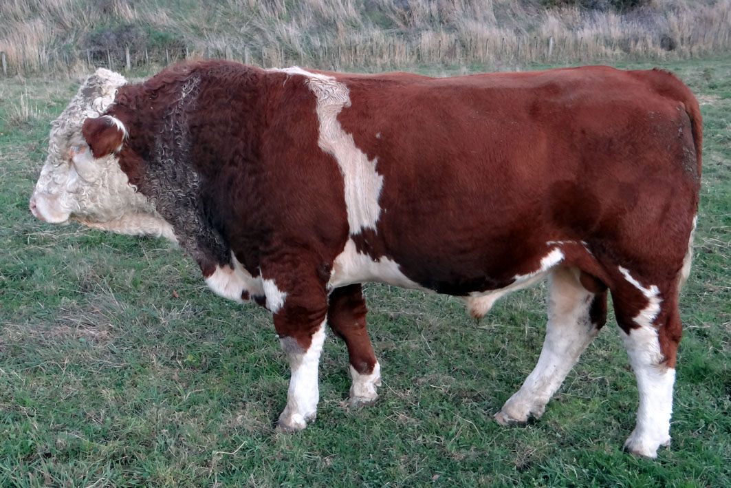 2016 Sale Bulls | Glenanthony Simmentals