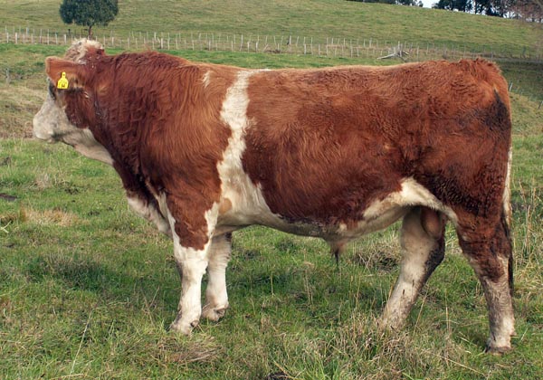 2010: An outstanding year | Glenanthony Simmentals