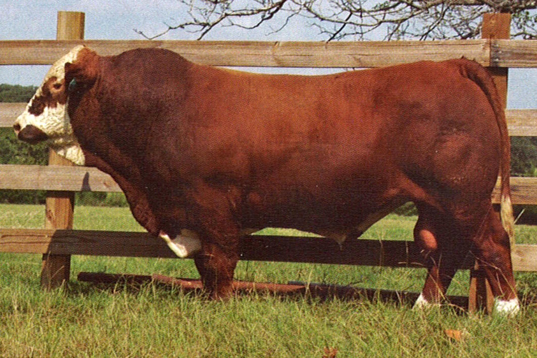 2016 Sale Bulls | Glenanthony Simmentals