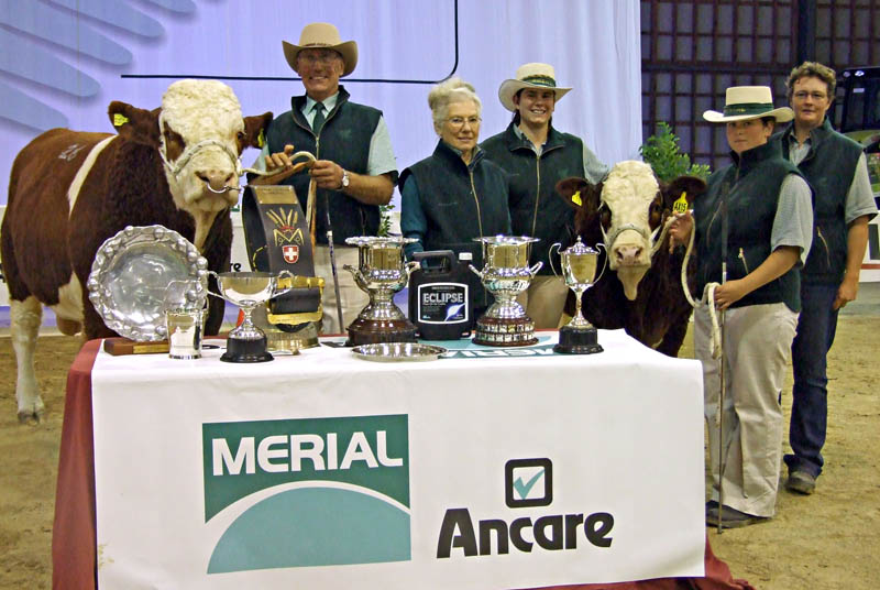 A History of Glen Anthony Simmental Stud | Glenanthony Simmentals